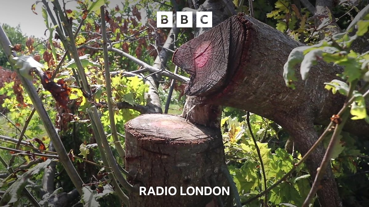 BBC Radio London - BBC Radio London, Bromley: Over a hundred trees ...