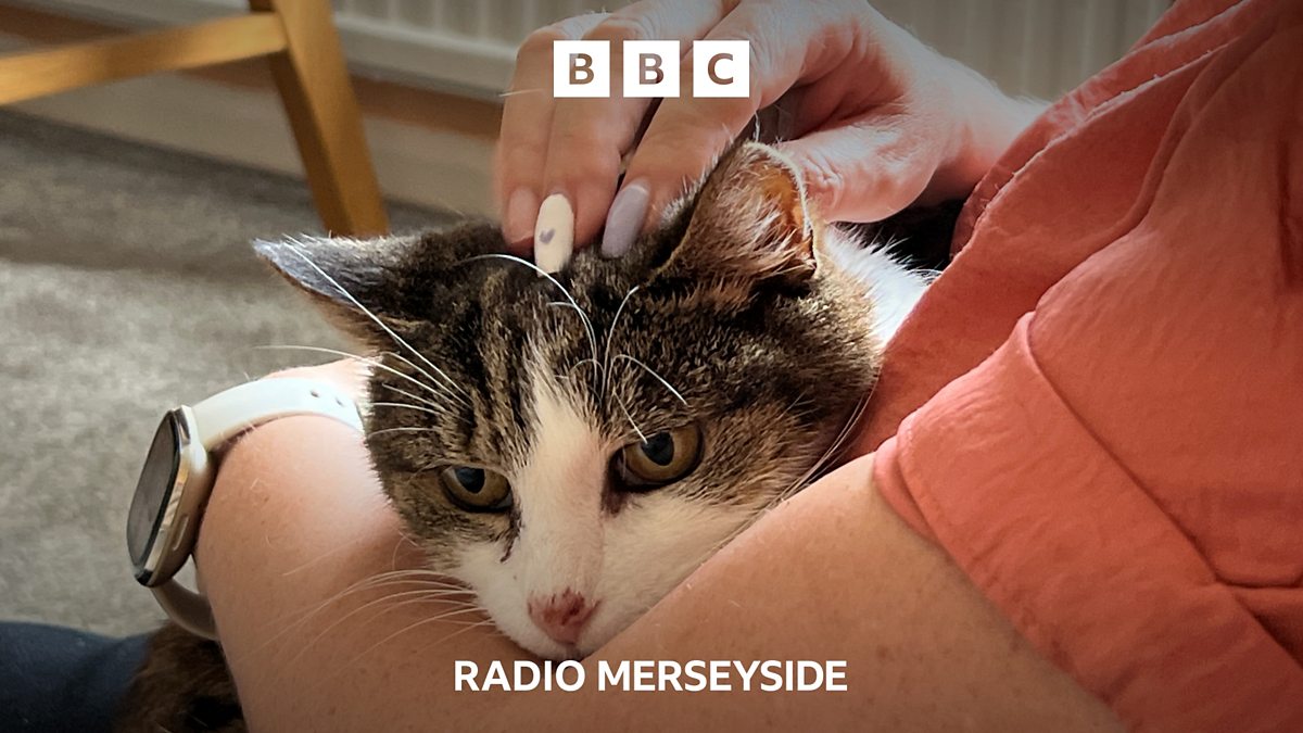 BBC Radio Merseyside - BBC Radio Merseyside, Wirral cat who went ...
