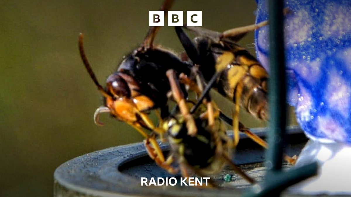 BBC Radio Kent - BBC Radio Kent, Asian hornets munching Folkestone's bees