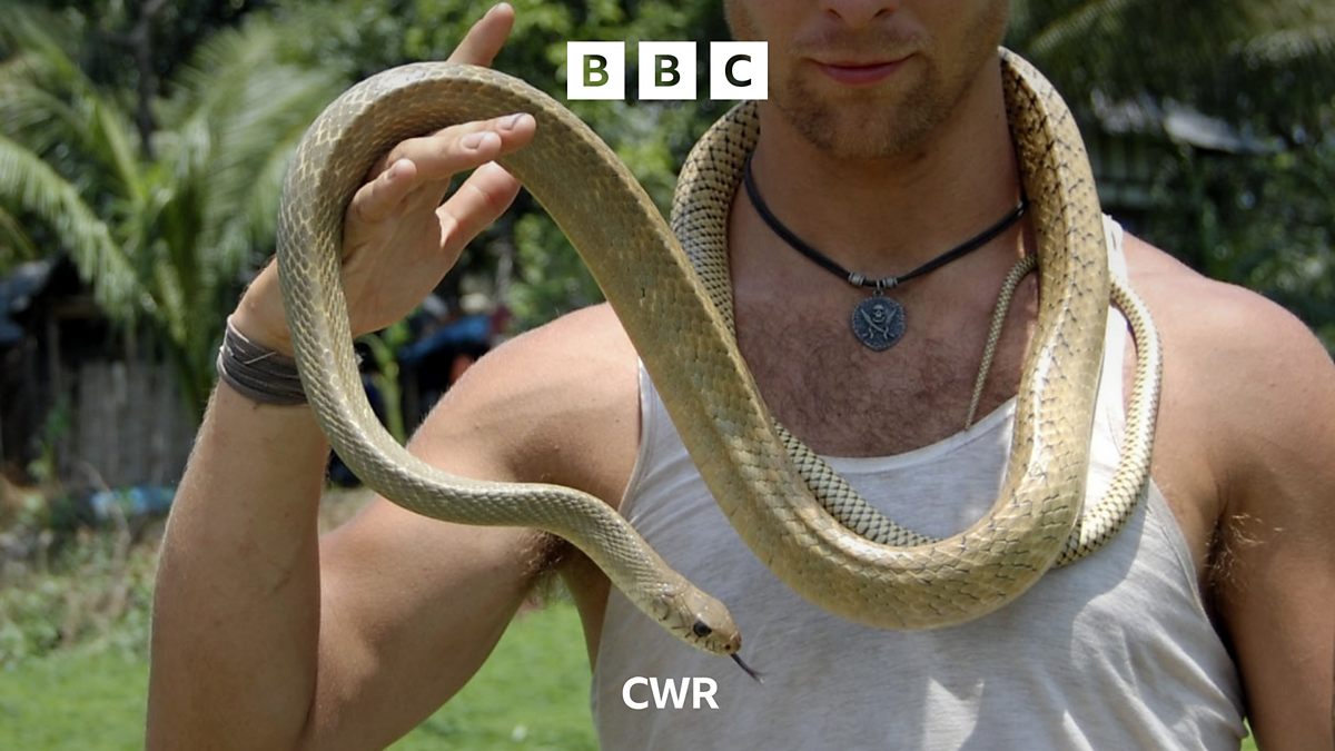 BBC CWR - BBC CWR, "When snakes swallow an animal whole, what happens ...