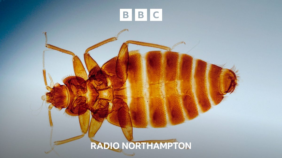 BBC Radio Northampton - BBC Radio Northampton, Bed bugs mean ...