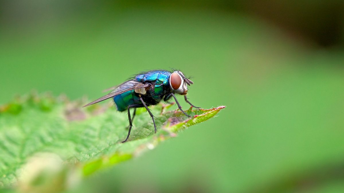 BBC World Service - Discovery, Metamorphosis: Blowflies and dazzling ...