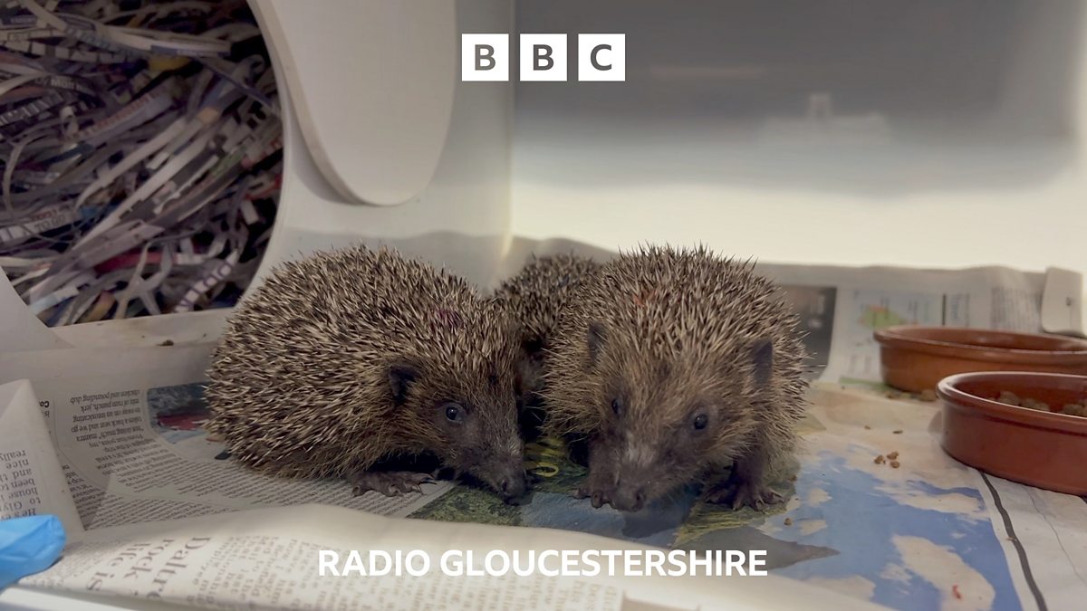 BBC Radio Gloucestershire - BBC Radio Gloucestershire, Hedgehogs ...