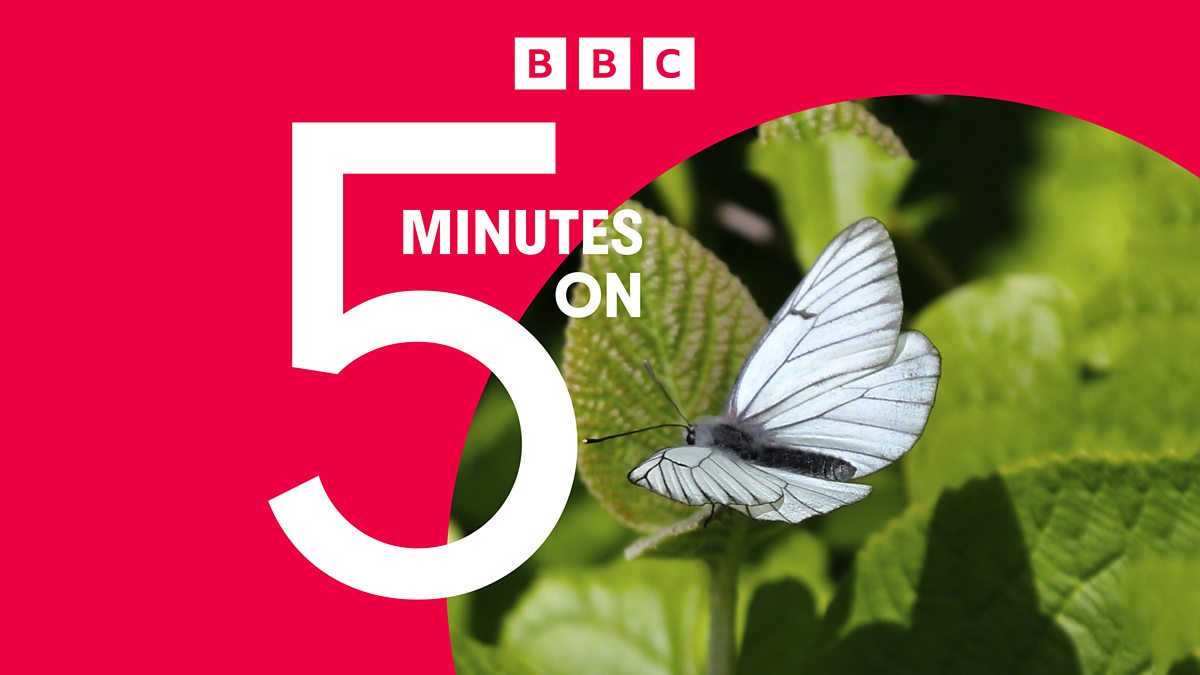 BBC News - Latest News Picks, Looking for British Butterflies