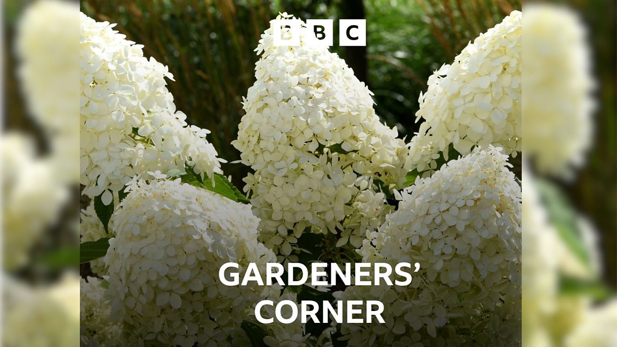BBC Radio Ulster - Gardeners' Corner, How to grow hydrangeas, the ...