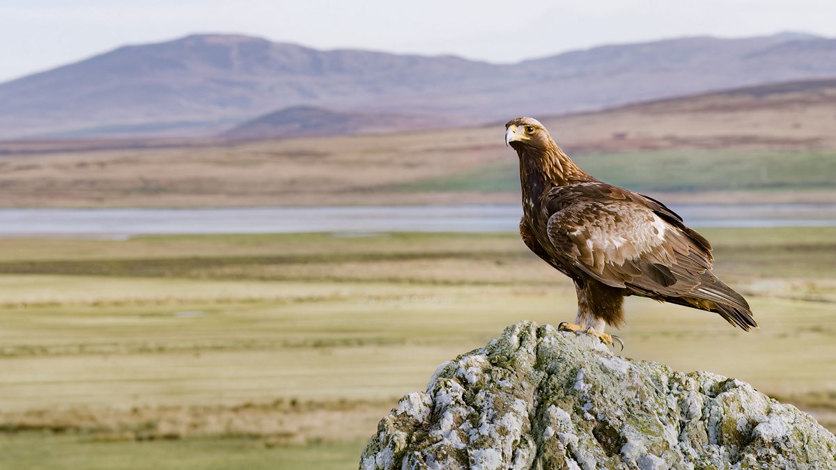 BBC - Media Centre Clips, Hamza Yassin: Strictly Birds of Prey