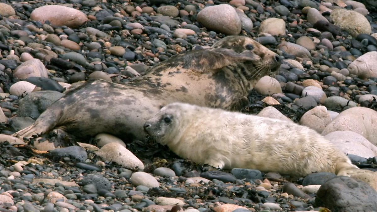 BBC One - Countryfile, Selkie - Celtic Mythological Beings