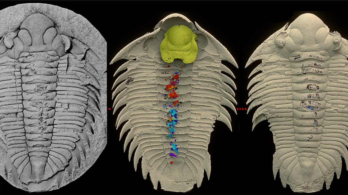 BBC World Service - Science In Action, Trilobite dinner