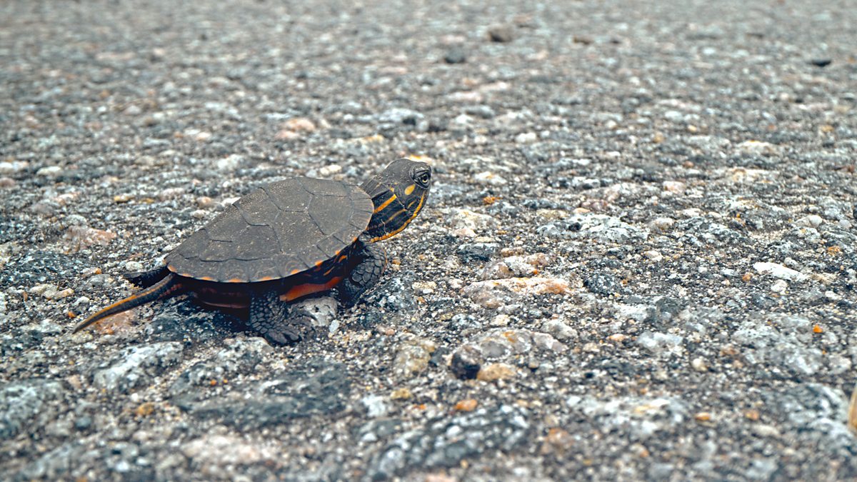BBC Two - Big Little Journeys - Why did the turtle cross the road?