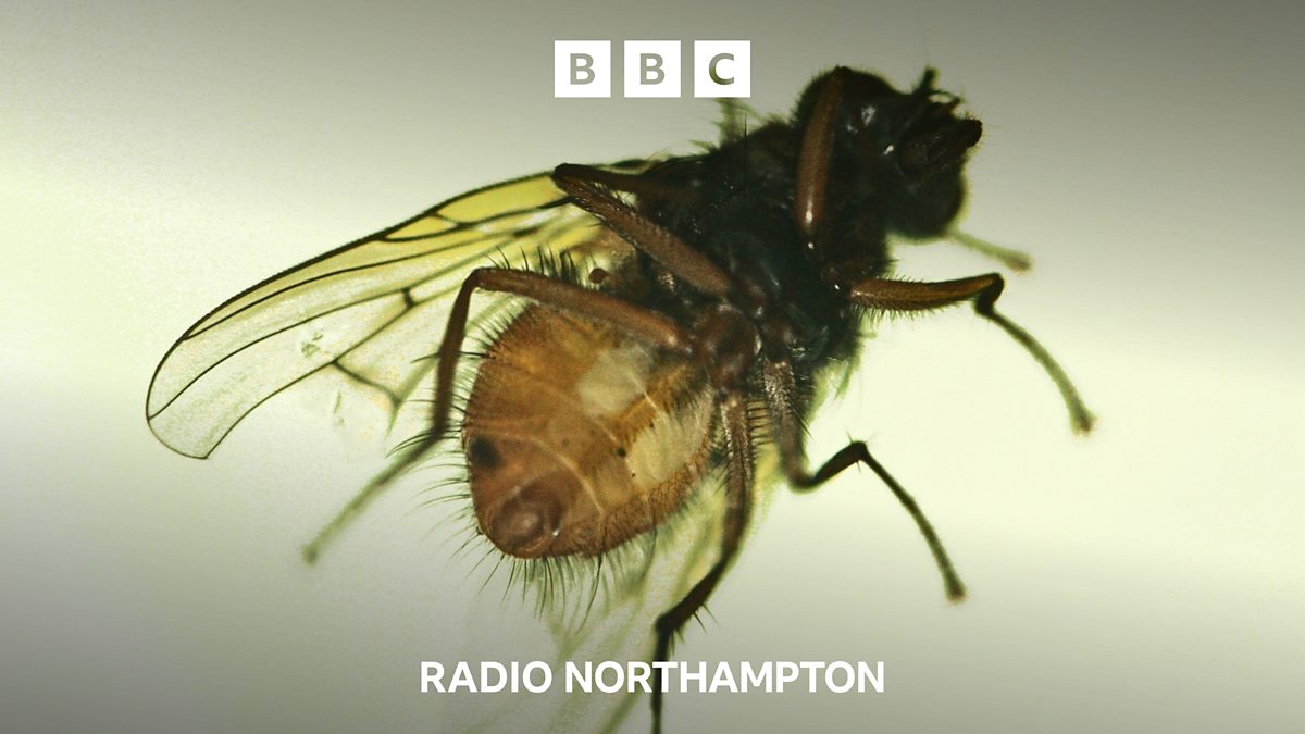 BBC Radio Northampton - BBC Radio Northampton, Rushden's fly nightmare