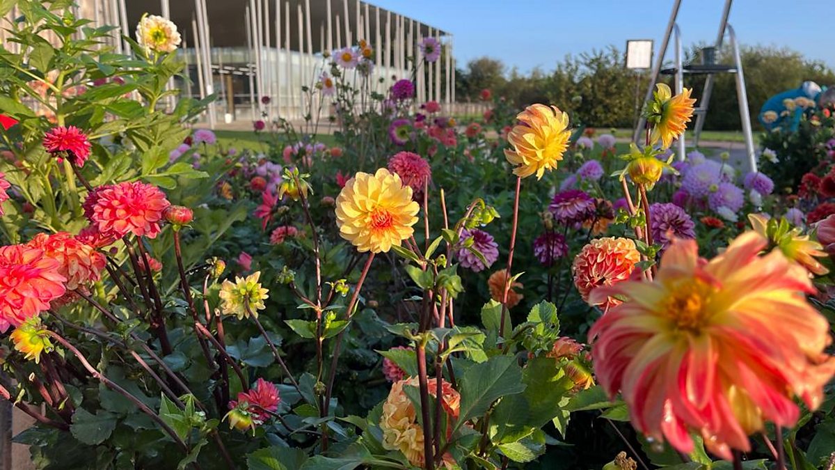 BBC Radio Wiltshire - Ben Prater, The annual Dahlia show returns to ...
