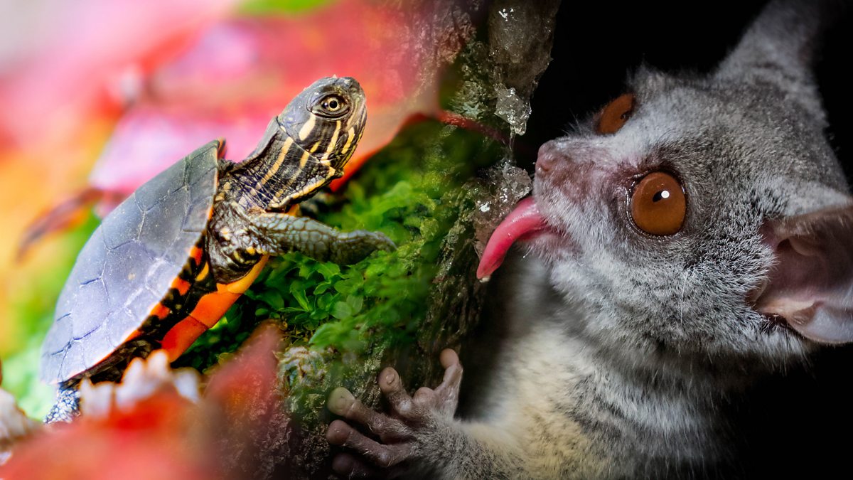 BBC Two - Big Little Journeys - Bushbaby & turtle heroics