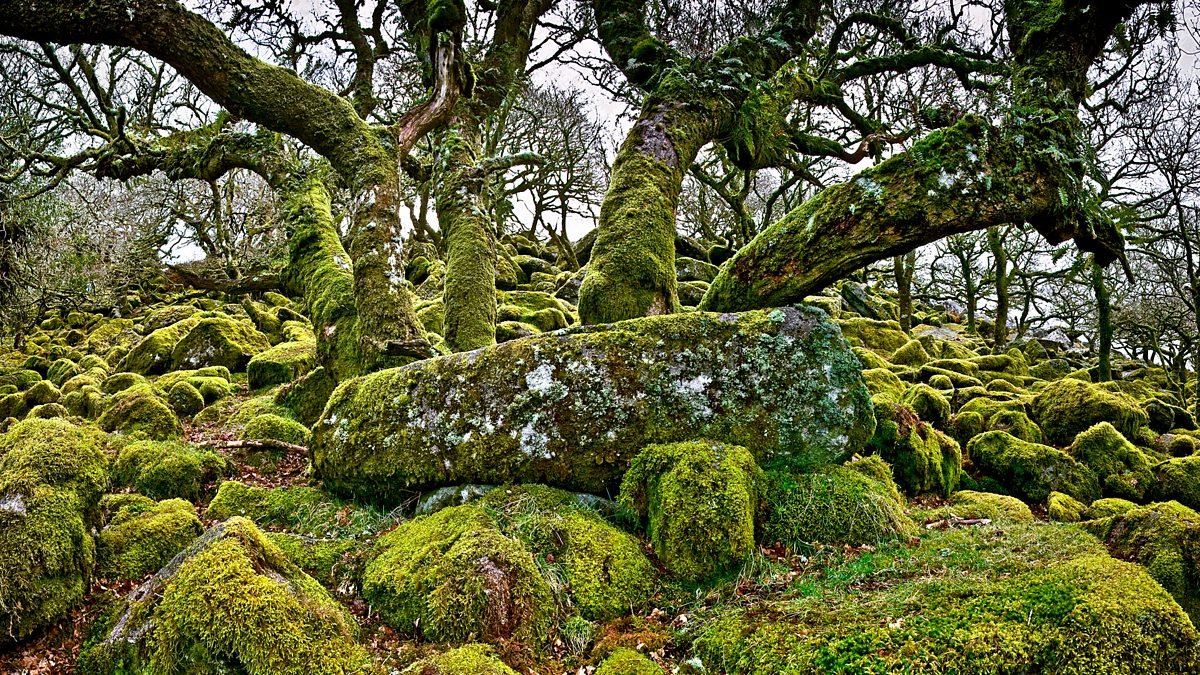 Life - 9. Plants - BBC iPlayer