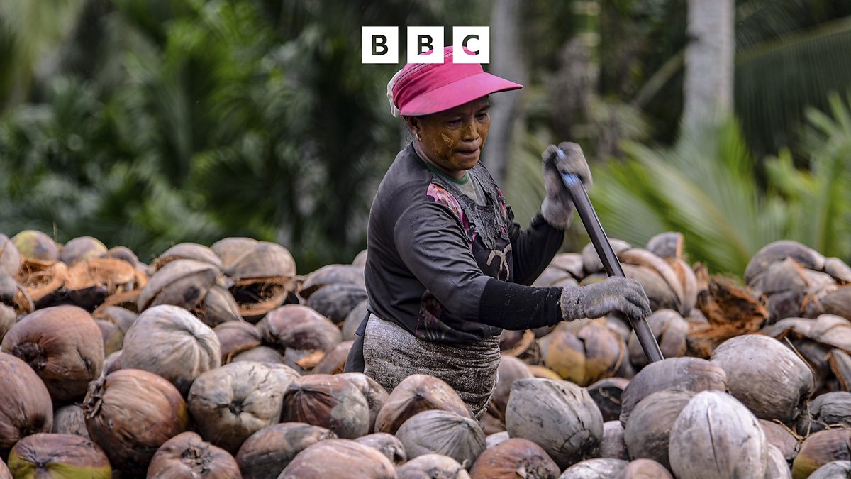 BBC World Service - People Fixing The World, Coconuts fixing the world