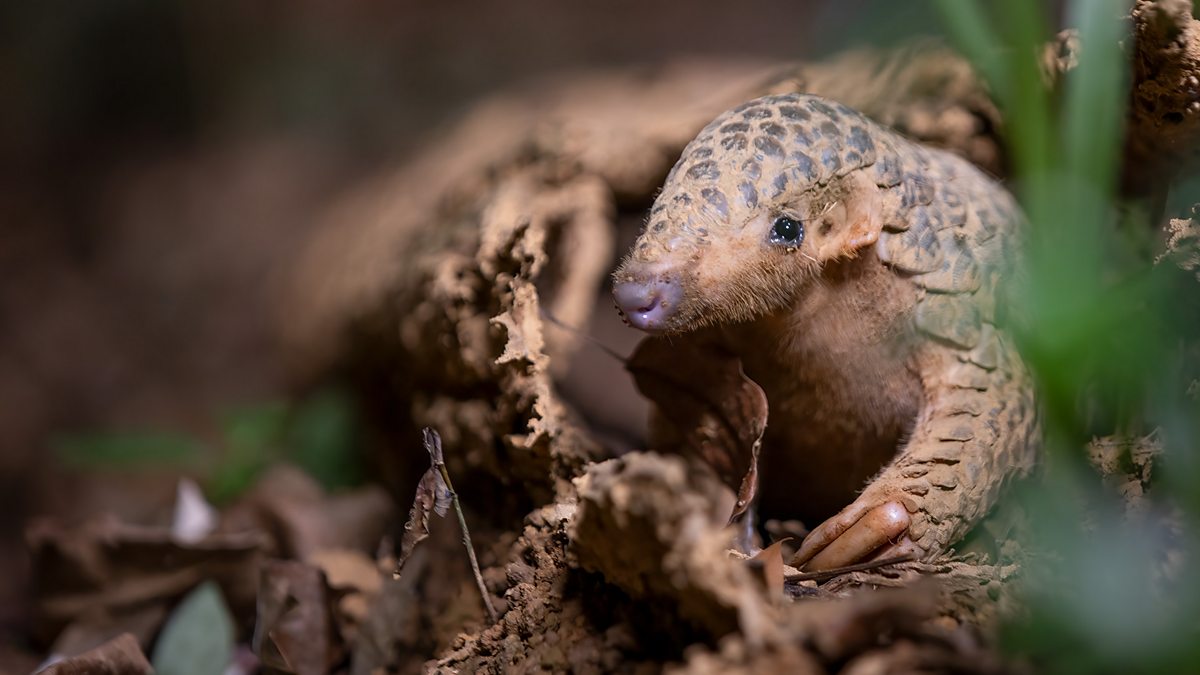 BBC Two - Big Little Journeys - Formosan pangolin