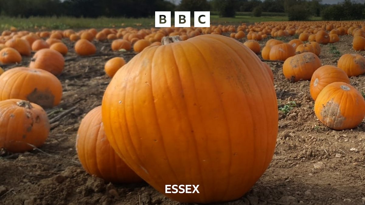 BBC Essex - BBC Essex, Essex farm grows 'monster' pumpkins