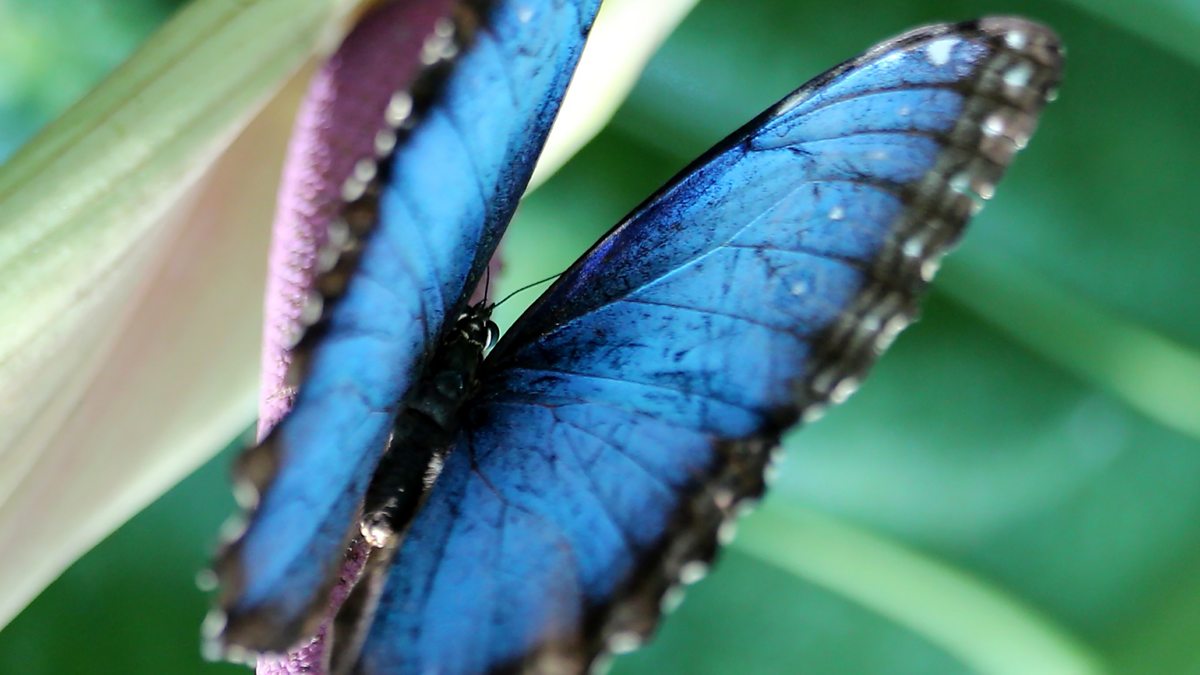 BBC World Service - The Real Story, How do we stop rapid insect decline?