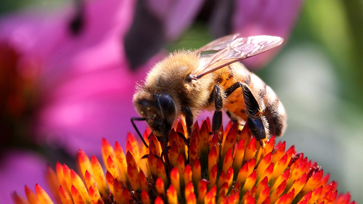 BBC World Service - Discovery, Metamorphosis: Bee brains and the cockroach