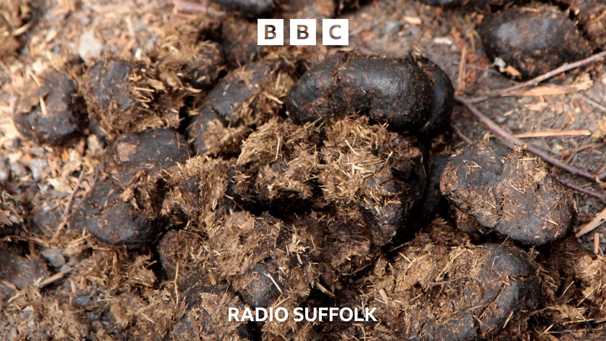 BBC Radio Suffolk - BBC Radio Suffolk, Newmarket's poo problem
