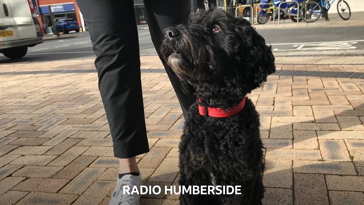 BBC Radio Humberside - BBC Radio Humberside, The Hull dog learning to ...