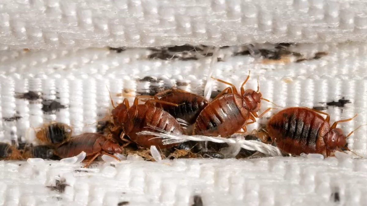 BBC Radio Cambridgeshire - Dotty McLeod, 11/10/2023, Don’t let the bed bugs bite