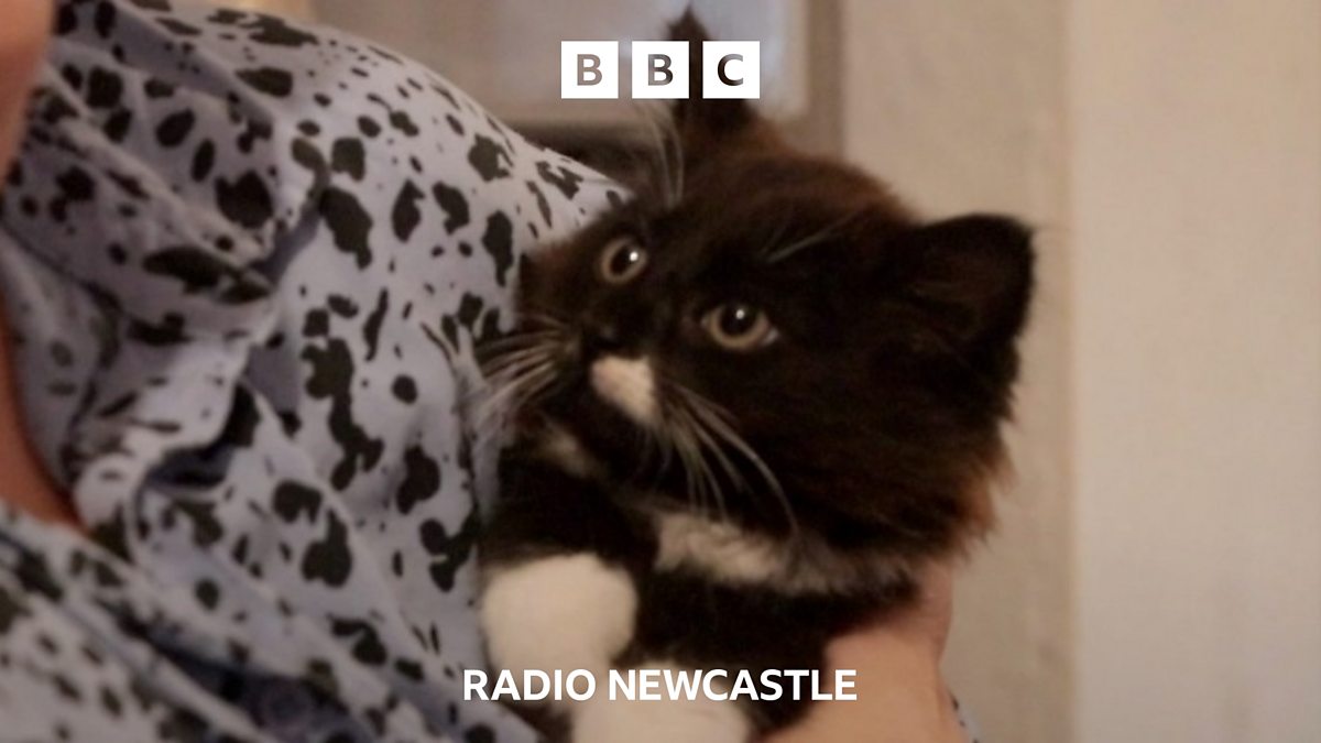 BBC Radio Newcastle - BBC Radio Newcastle, Alnwick team rescuing and rehoming strays