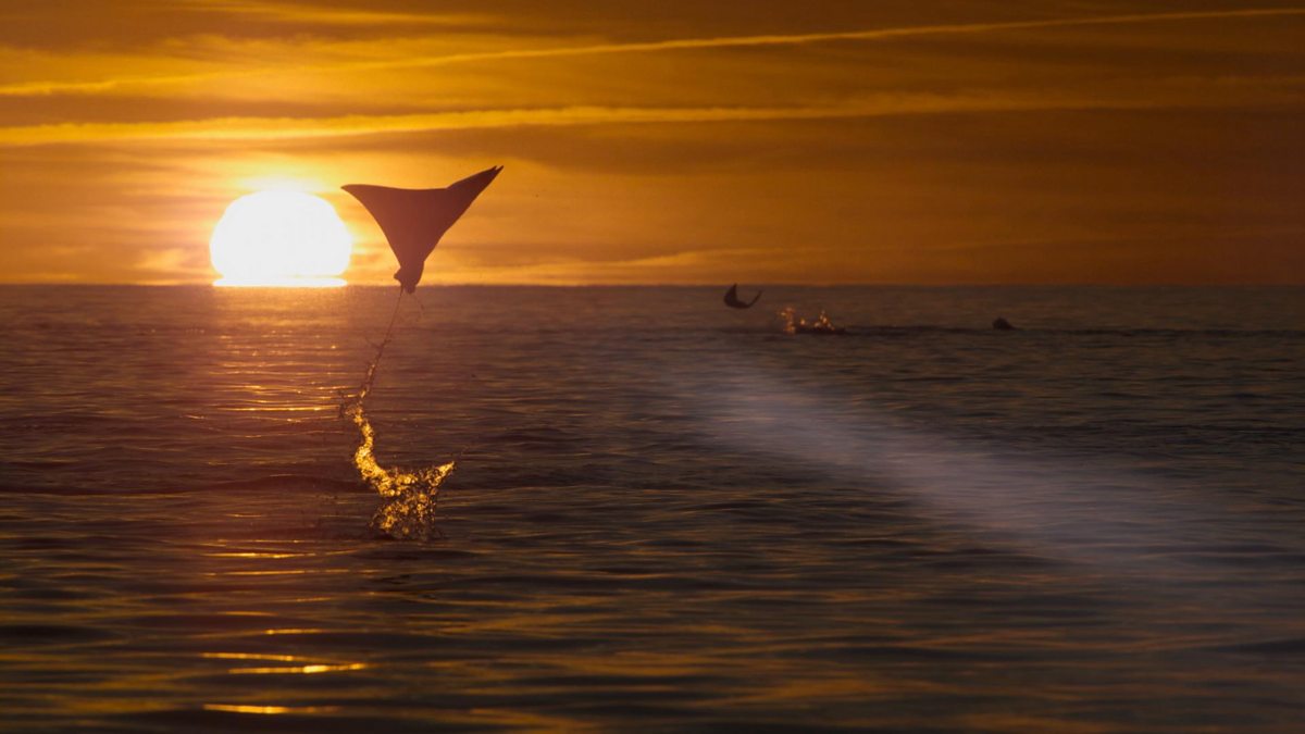 BBC One - Planet Earth III, Planet Earth III trailer