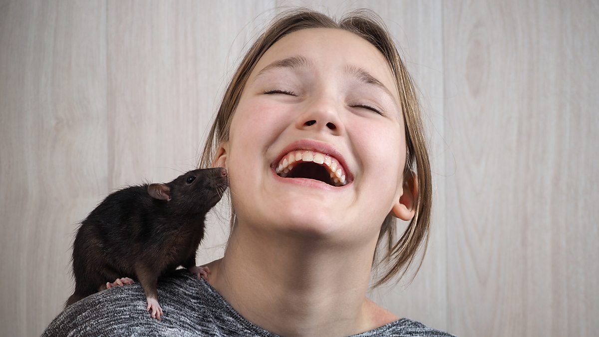 BBC Radio 4 - Naturebang, Chuckling Chimps and the Evolution of ...