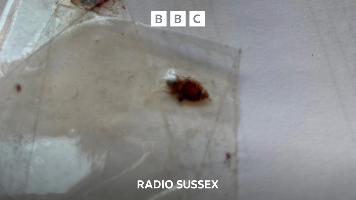 BBC Radio Sussex - BBC Radio Sussex, Worthing man recalls bed bugs