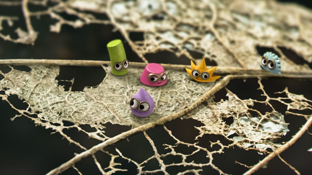 Tiny Wonders - Series 2: 5. Leaf Skeleton - Signed - BBC iPlayer