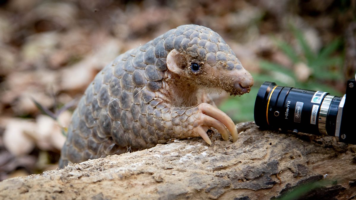 BBC Two - Big Little Journeys - Filming pangolins in Taiwan
