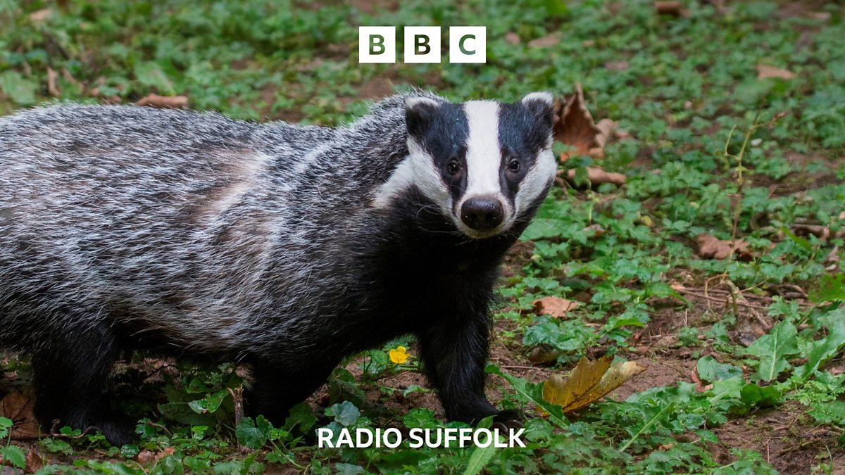 BBC Radio Suffolk - BBC Radio Suffolk, Hulver: badger news