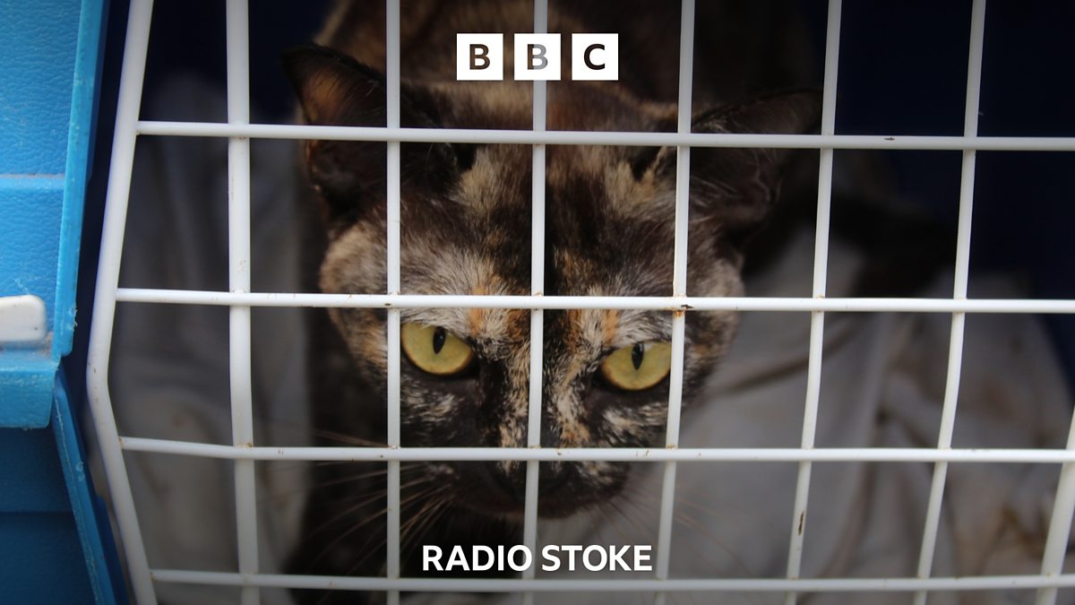 BBC Radio Stoke - BBC Radio Stoke, The Bristol Cat that turned up in Crewe