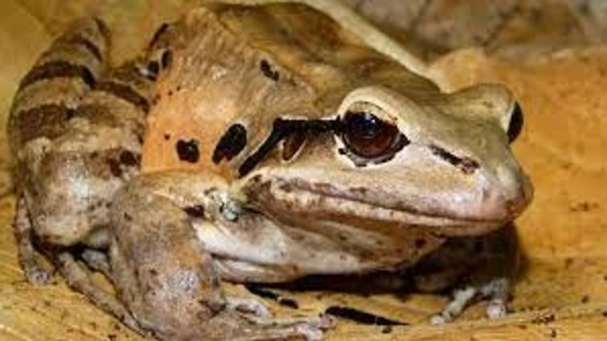 BBC Radio Merseyside - Paul Beesley, 21/10/2023, Naturewatch with ...