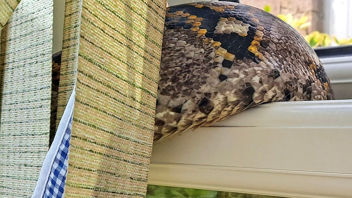 BBC Radio 4 - PM Highlights, What would you do if an 11 ft python crept ...