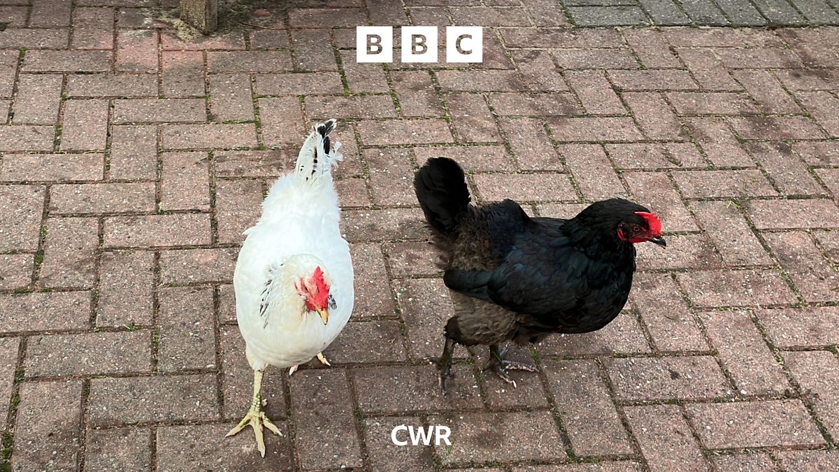 BBC CWR - BBC CWR, Barford St Peter's playground chickens