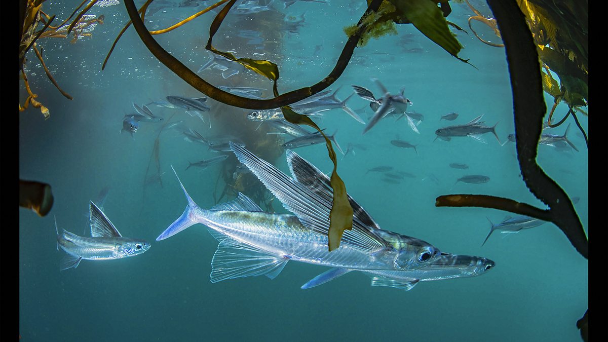 BBC One - Planet Earth III - Ocean: What to expect