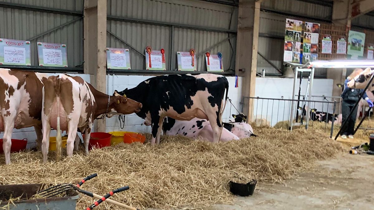 BBC Radio Cymru - Troi'r Tir, Sioe Laeth Cymru 2023