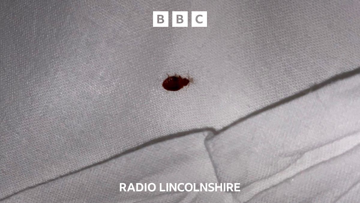 BBC Radio Lincolnshire - BBC Radio Lincolnshire, Bed bugs at Skegness ...