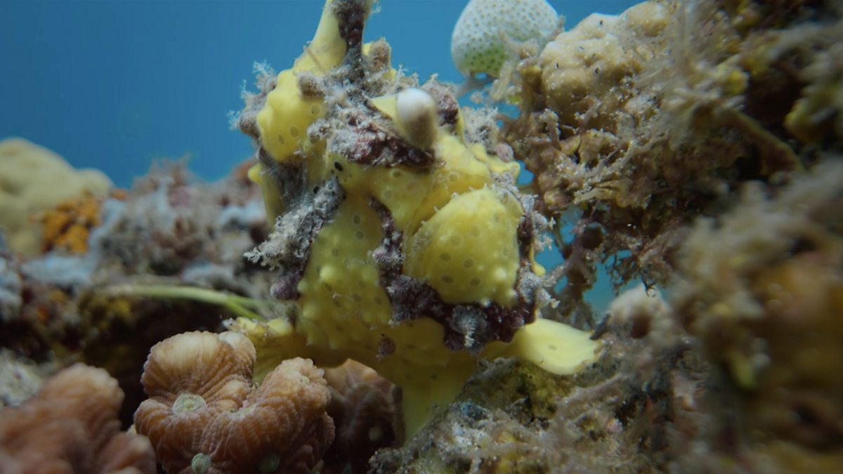 BBC One - Planet Earth III, Series 1, Ocean, A frogfish goes for a walk ...