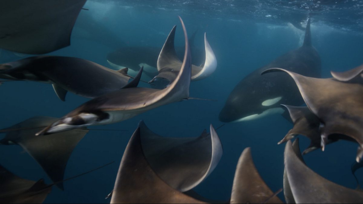 BBC One - Planet Earth III, Series 1, Ocean, Orca teach their young to ...
