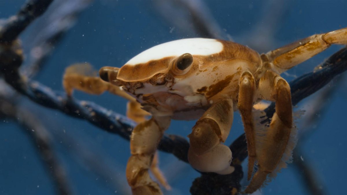 BBC One - Planet Earth III, Series 1, Ocean, Crabs find their life ...