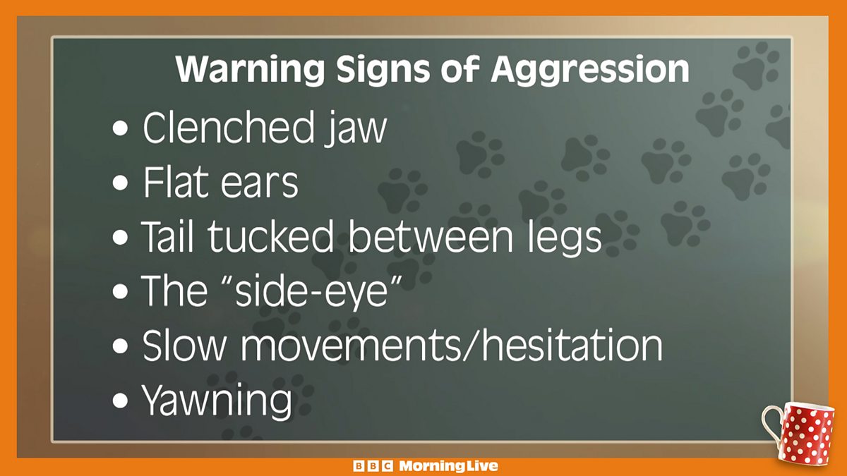 BBC One - Morning Live, How to spot a dangerous dog