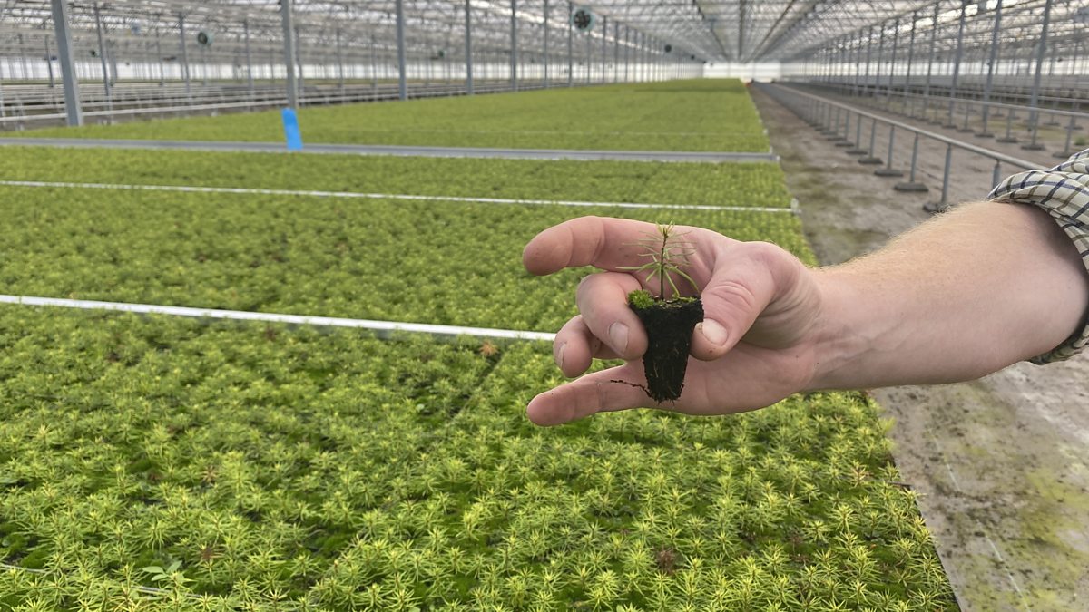 BBC Radio Wales - Country Focus, The Tree Nursery, The right tree in ...