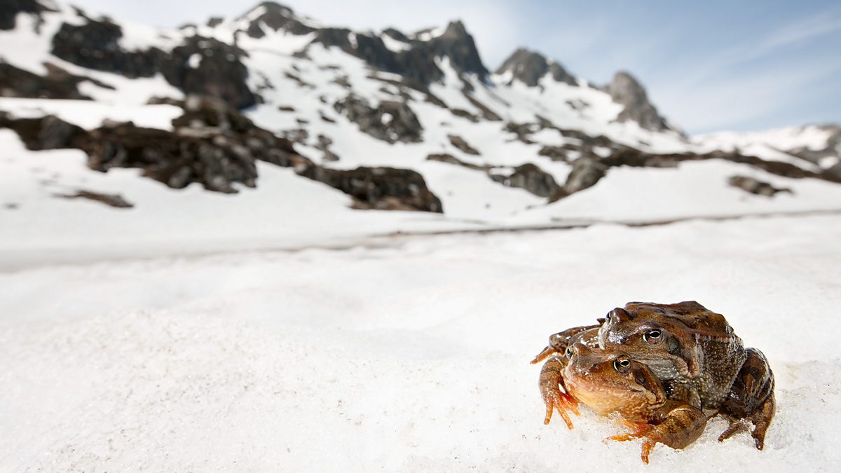 BBC One - Planet Earth III - Extremes: What to expect