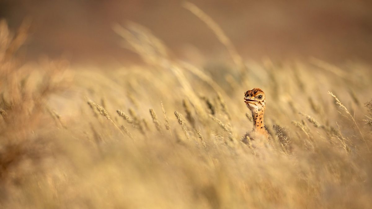 BBC One - Planet Earth III - Deserts and Grasslands: What to expect