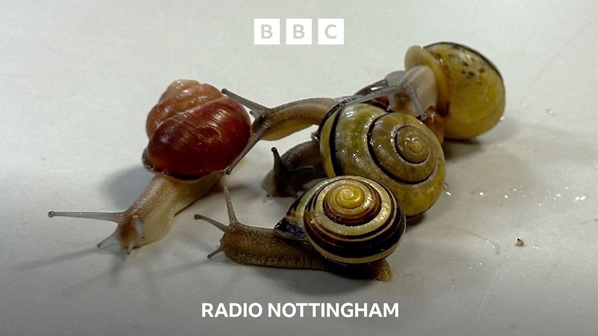 BBC Radio Nottingham - BBC Radio Nottingham, Can you help this rare ...