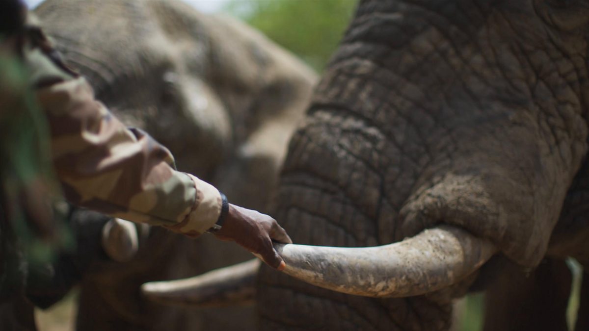 BBC One - Planet Earth III, Series 1, Deserts and Grasslands, Wild ...