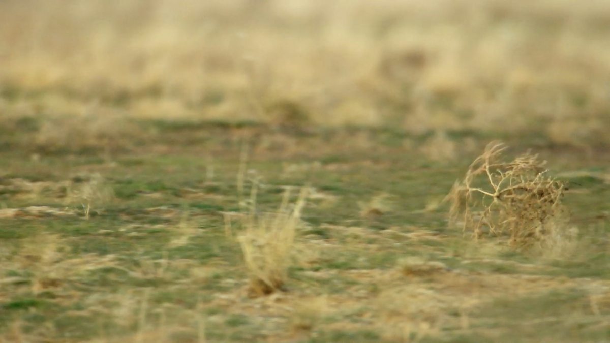 BBC One - Planet Earth III, Series 1, Deserts and Grasslands, Making Planet Earth III: A ...