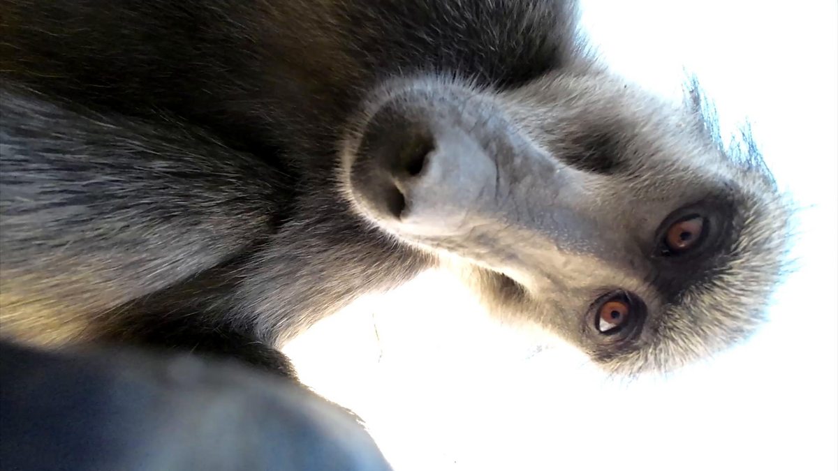 BBC One - Planet Earth III, Series 1, Deserts and Grasslands, Making ...